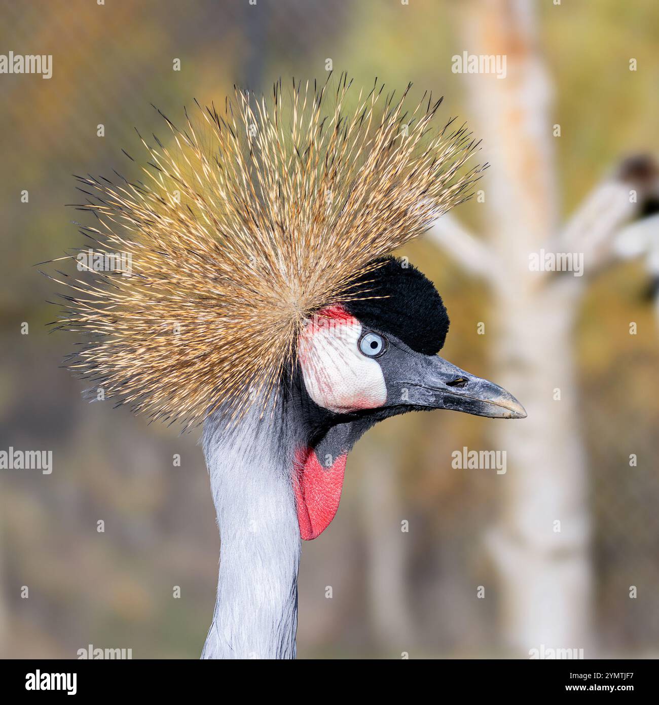 Regal bird golden crown hi-res stock photography and images - Alamy