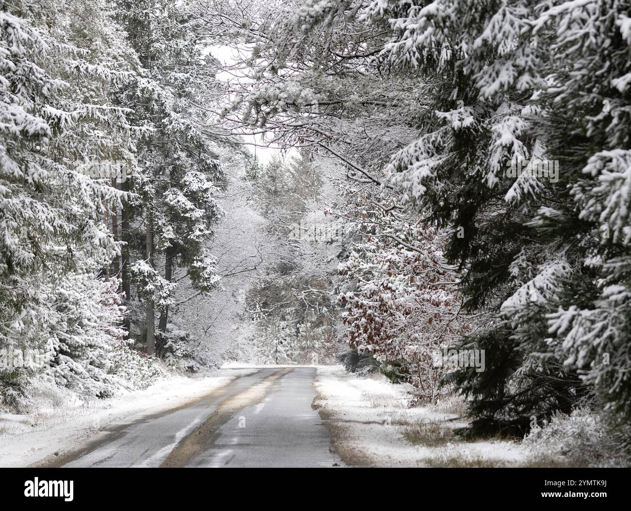 Trees and road with snow in a forest Stock Photo - Alamy