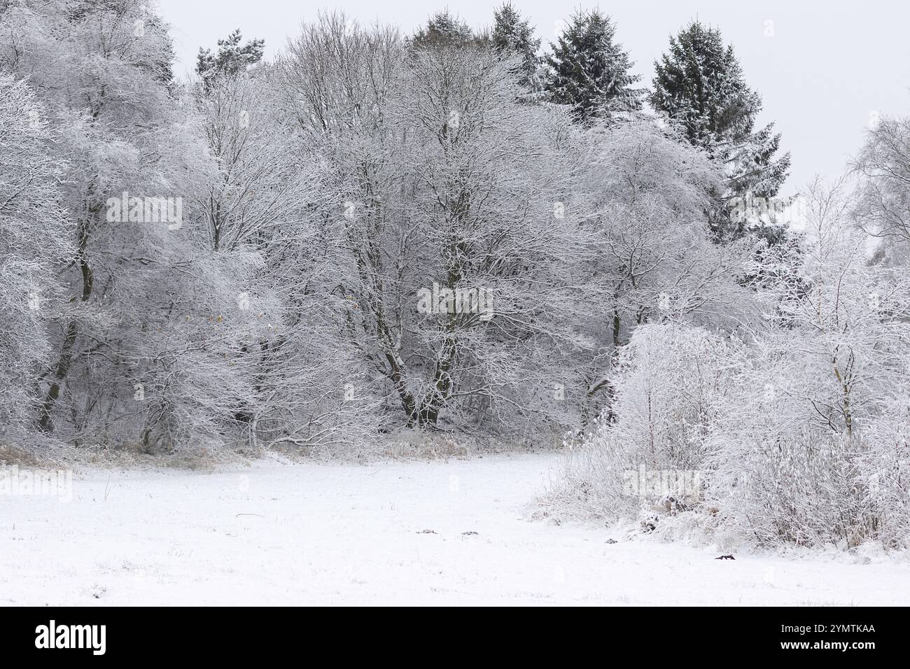 Trees and road with snow in a forest Stock Photo - Alamy