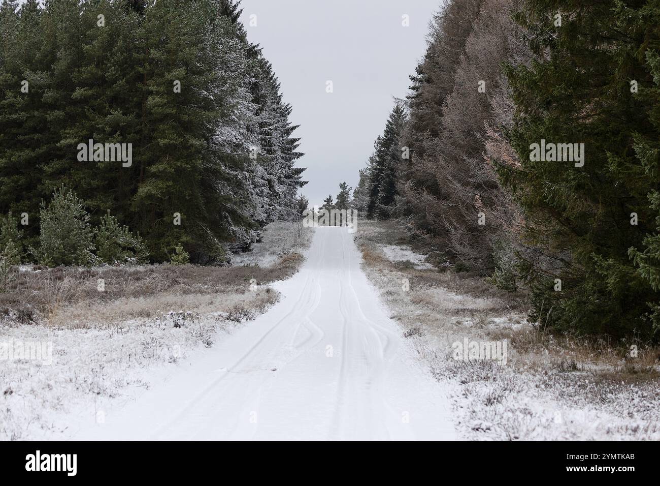 Trees and road with snow in a forest Stock Photo - Alamy