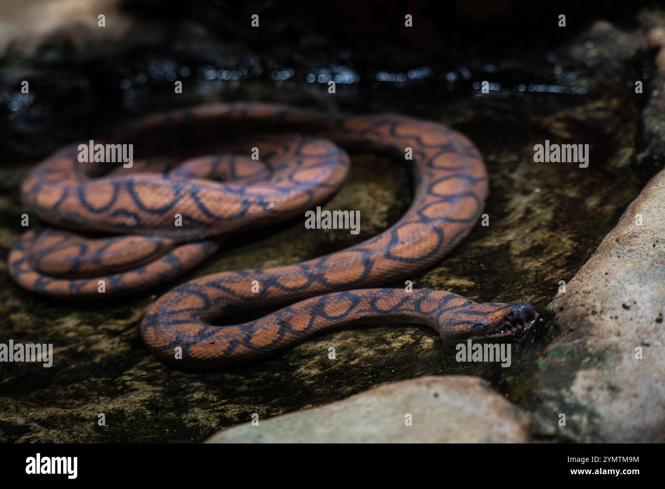 Rainbow Boa - Epicrates cenchria, beautiful popular colored snake from ...