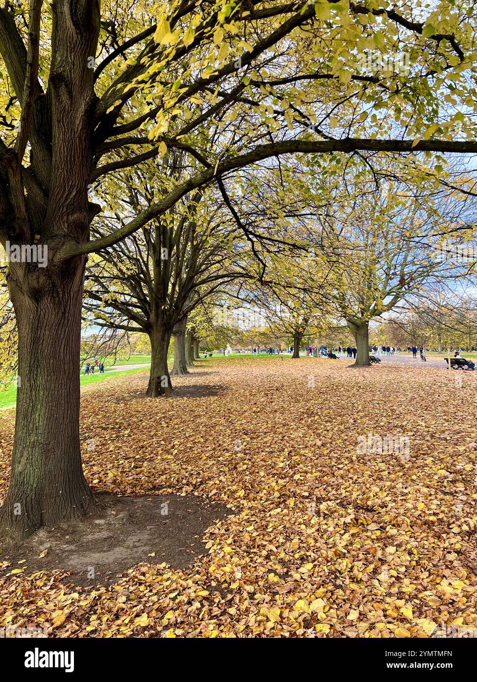 Autumn season, treelined park with falling golden leaves covering the ...
