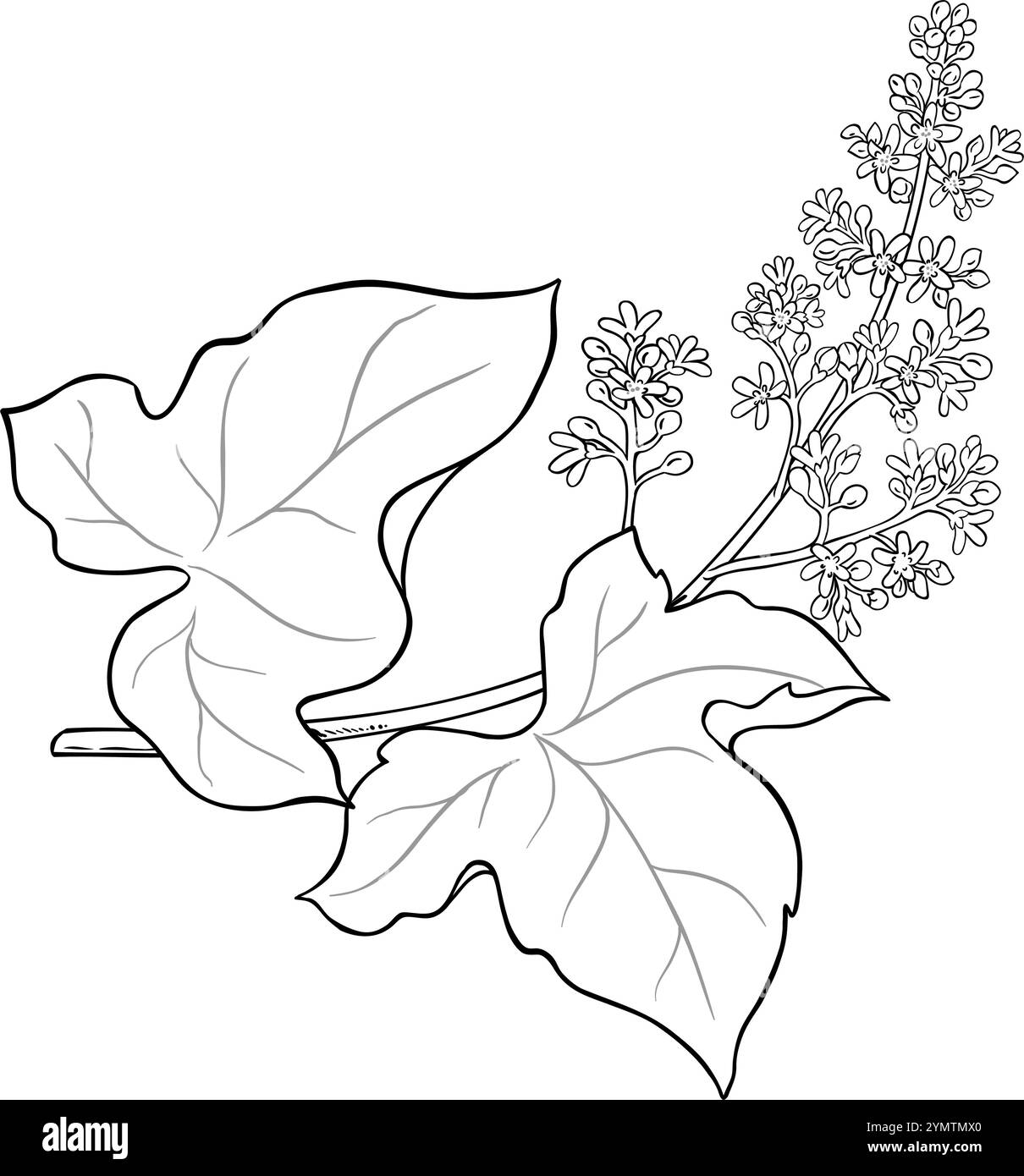 Kukui Branch Isolated Outline Illustration Stock Vector Image & Art - Alamy