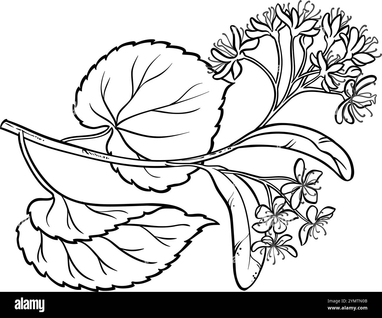 Linden Branch with Flowers Outline Illustration Stock Vector Image ...