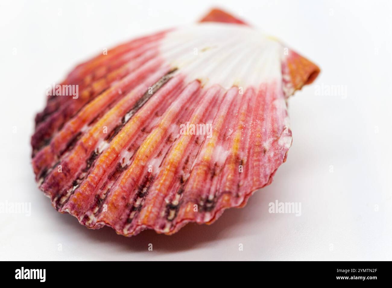 Front view Royal Mantle Scallop or Pecten Pallium, a beautiful bivalve ...