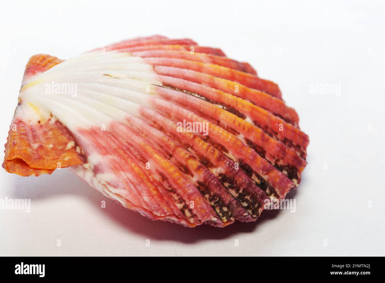 Profile view Royal Mantle Scallop or Pecten Pallium, a beautiful ...