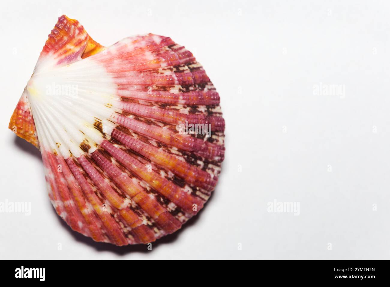 Flat lay Royal Mantle Scallop or Pecten Pallium, a beautiful bivalve ...