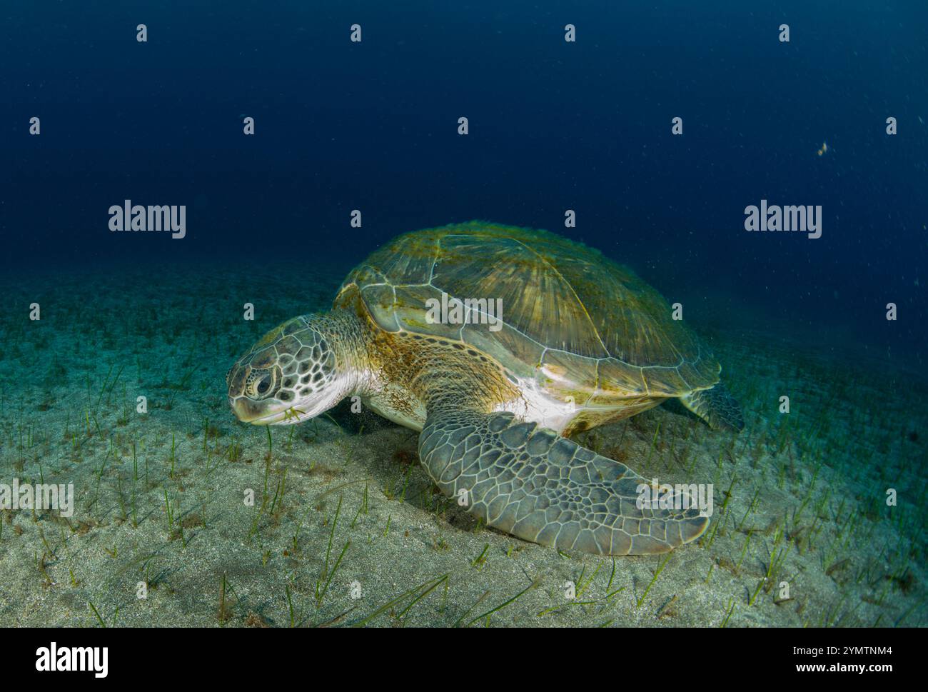 Turtle placidly eating in the underwater meadow at the bottom of the ...