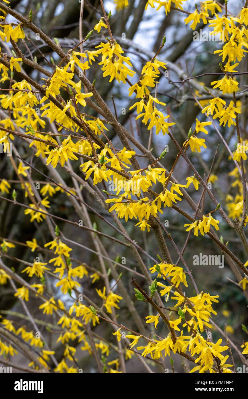 Bell petal hi-res stock photography and images - Alamy