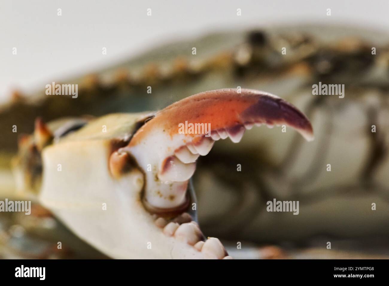 Select focus on a blue crab claw, a giant crab and invasive specie ...