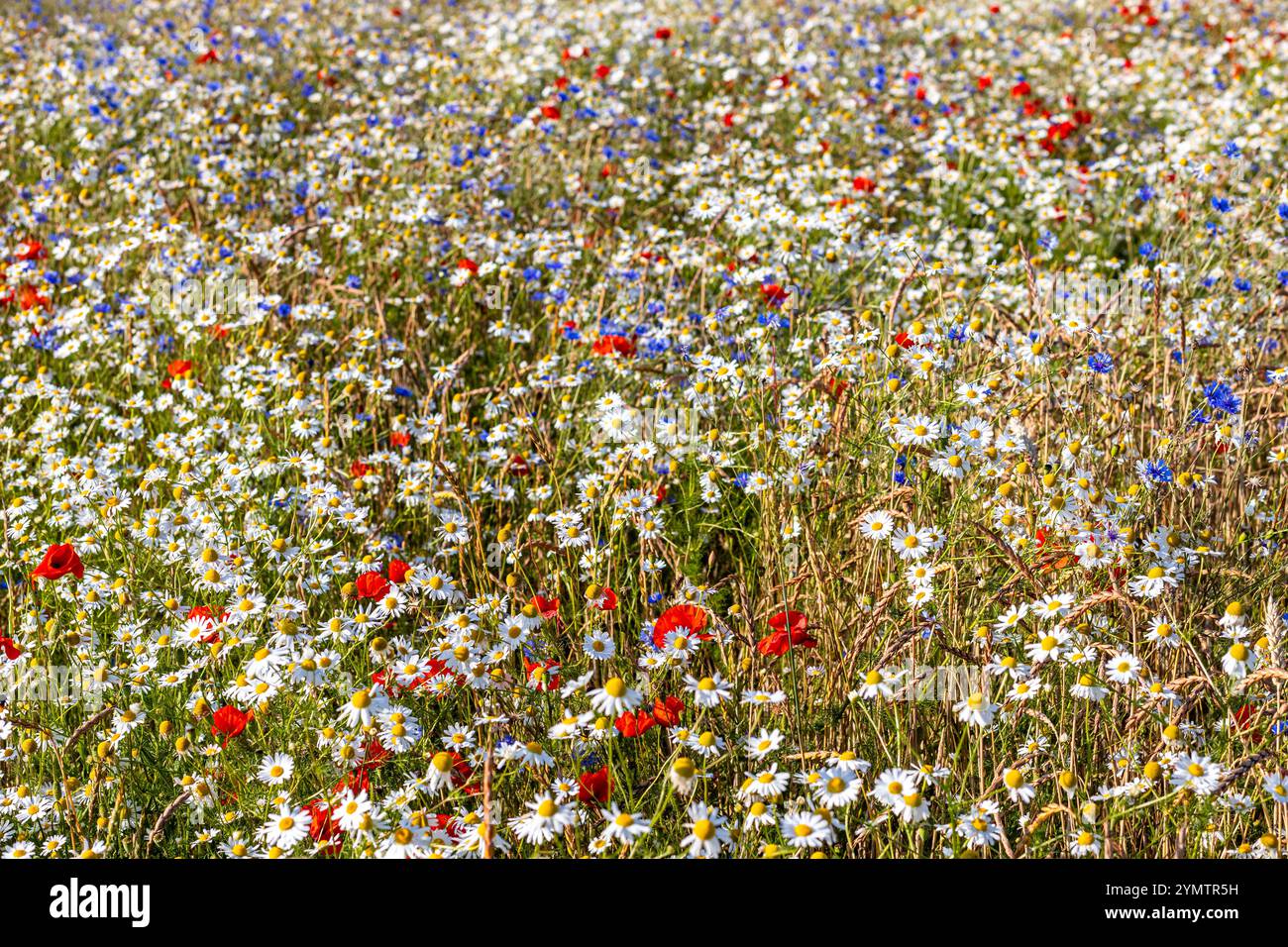 Wildblumen im Feld Stock Photo - Alamy