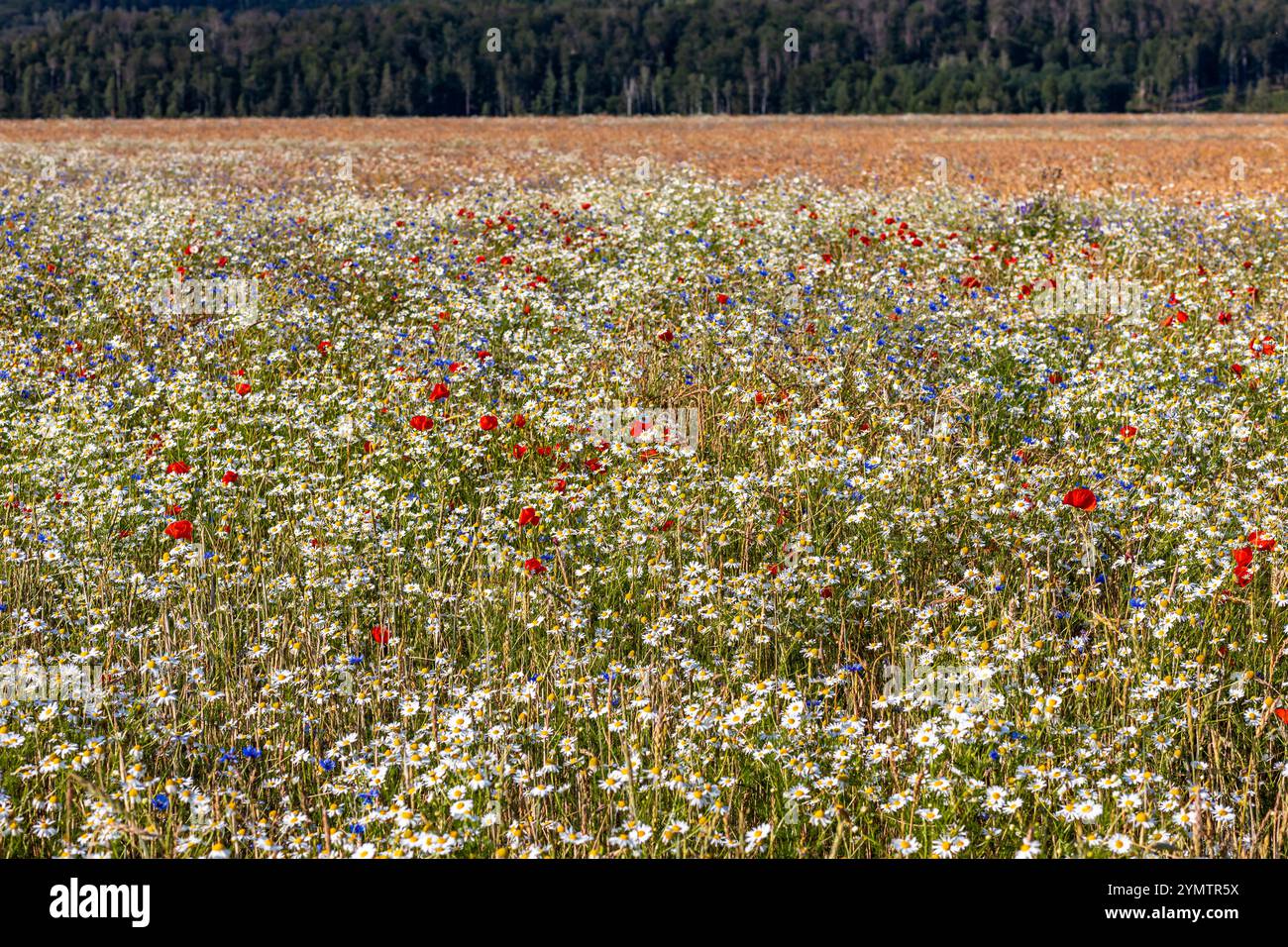 Mohnblumen im feld hi-res stock photography and images - Alamy