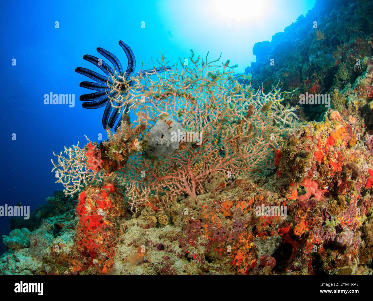 Several different shades hi-res stock photography and images - Alamy
