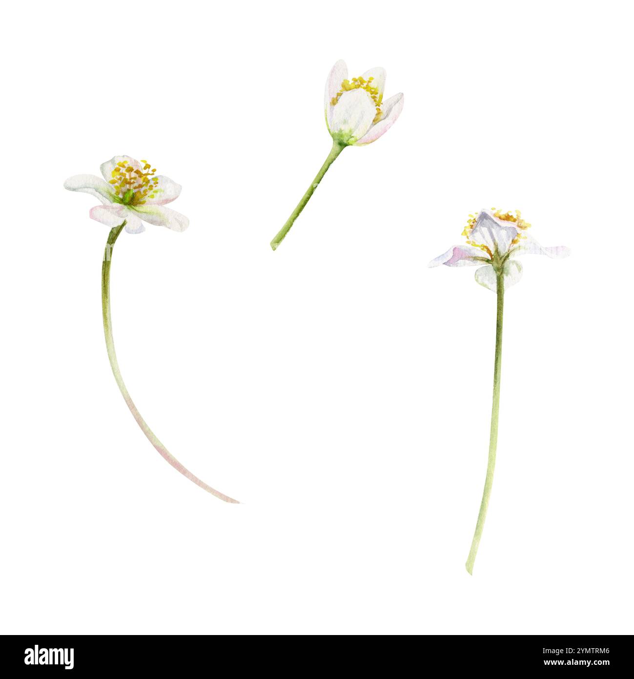 Early spring flowers, white forest anemone primrose daisy avens ...
