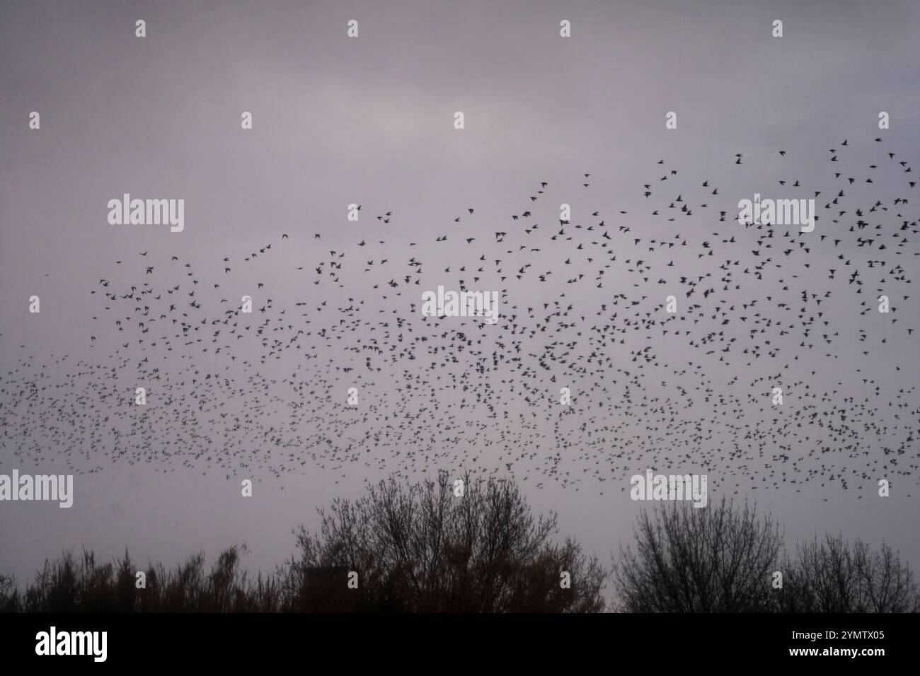 Beautiful silhouettes of flock of birds migrating. Cloudy Sky and Trees ...