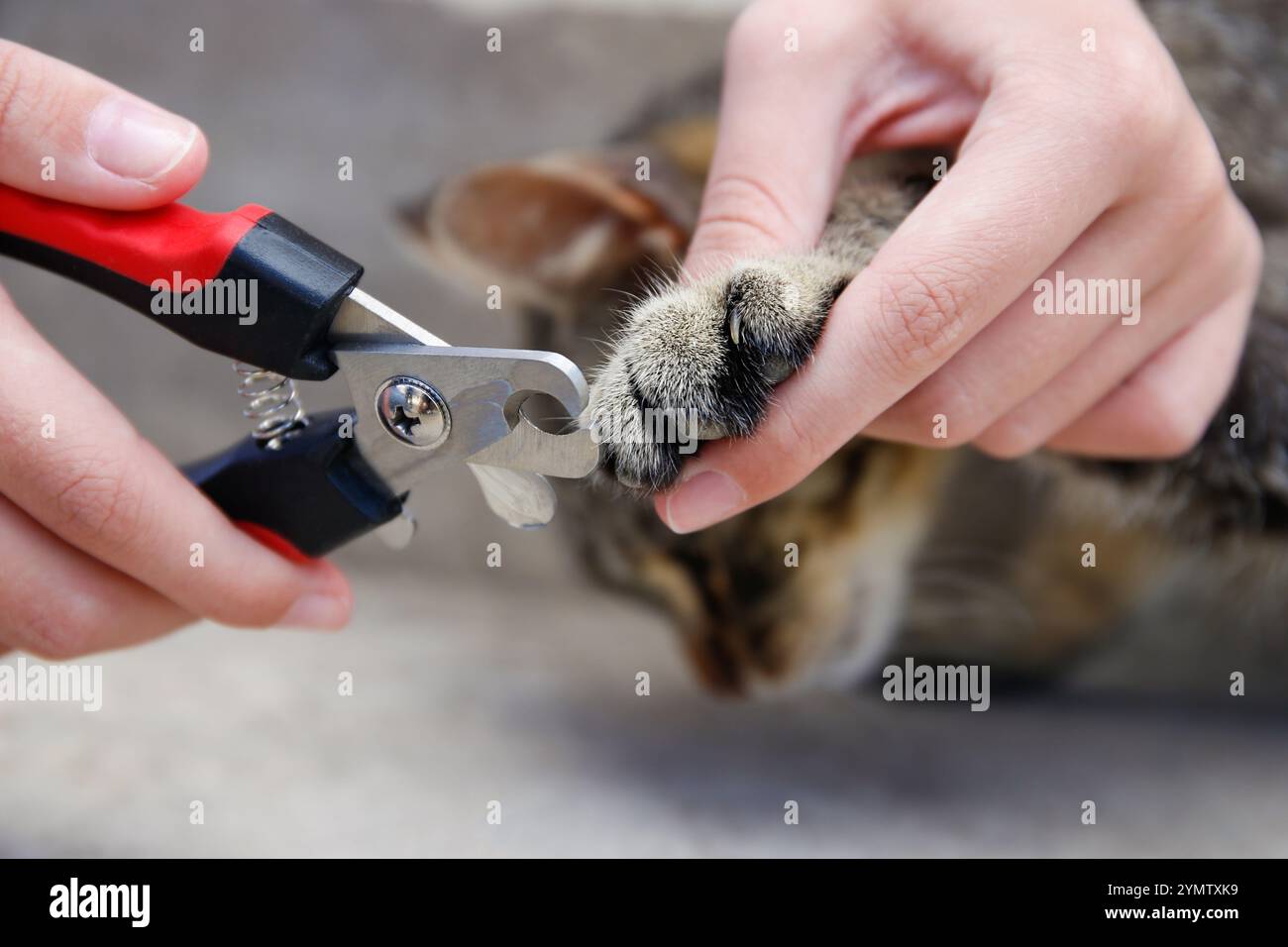 Domestic equipment claw cutter hi-res stock photography and images - Alamy