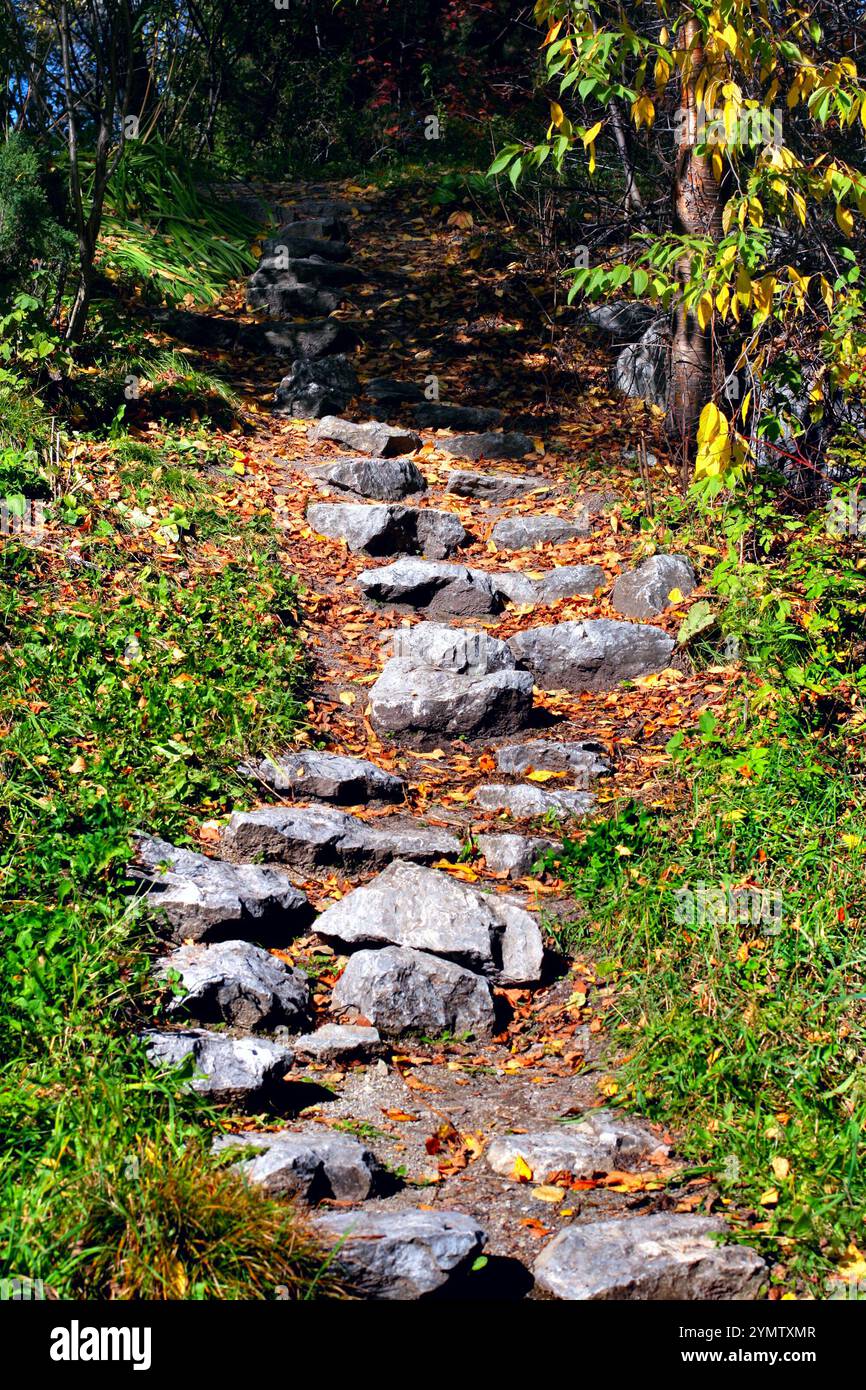 stones footpath in the wood Stock Photo - Alamy