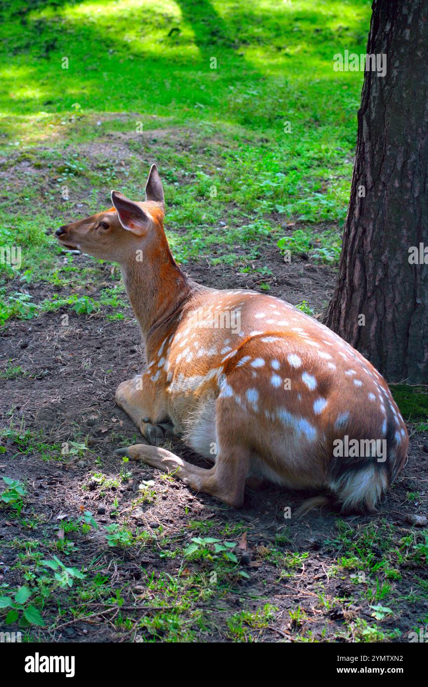Sika deer fawn resting in hi-res stock photography and images - Alamy