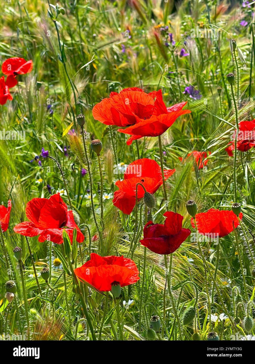 Poppy red fondo hi-res stock photography and images - Alamy