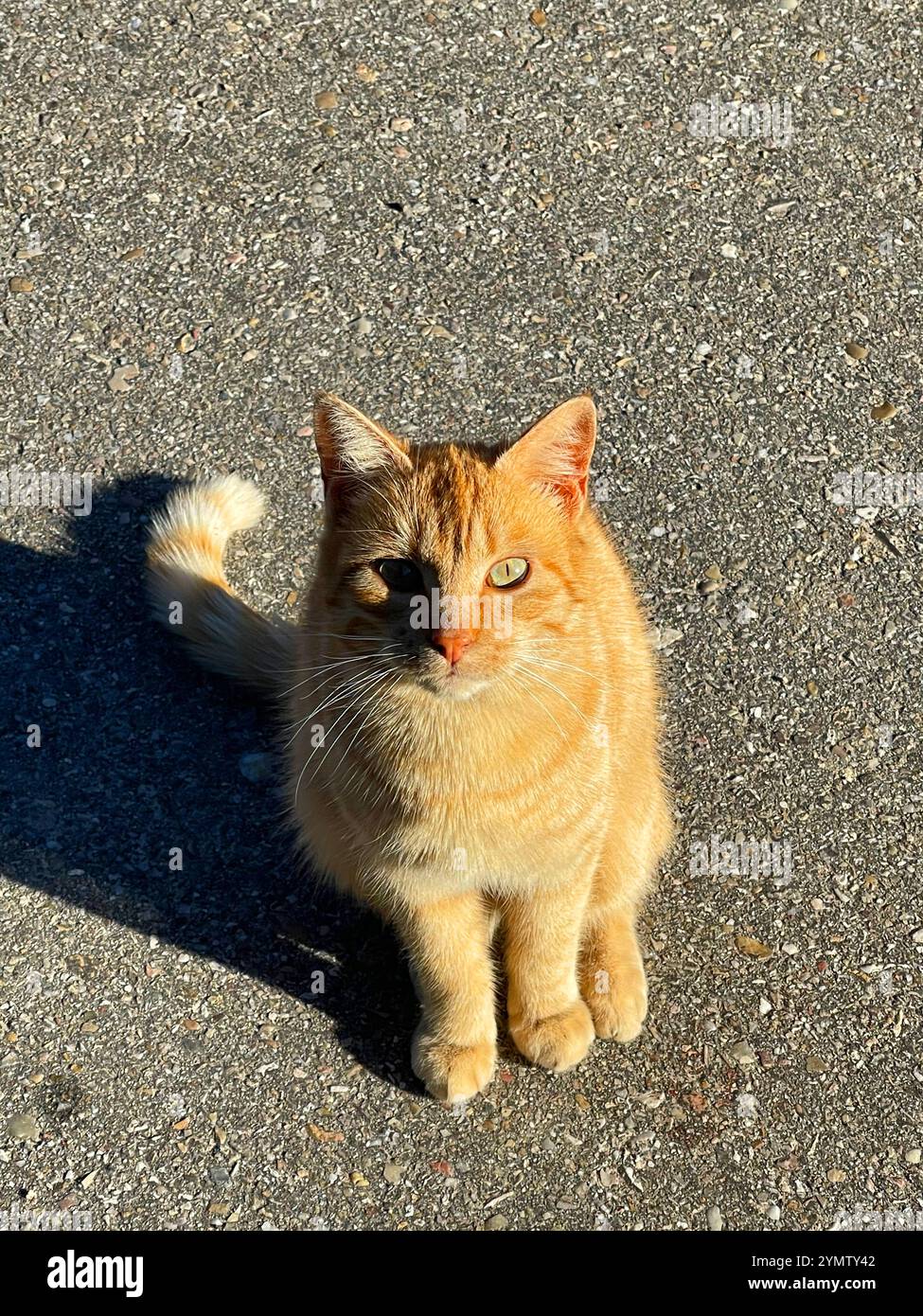 Orange tabby cat Stock Photo - Alamy
