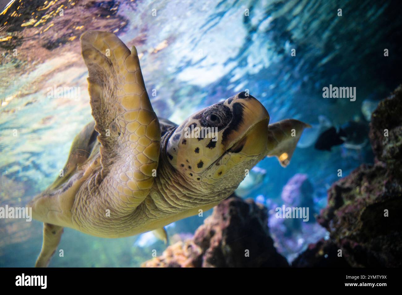 The loggerhead sea turtle (Caretta caretta) swim in the Genoa Aquarium ...
