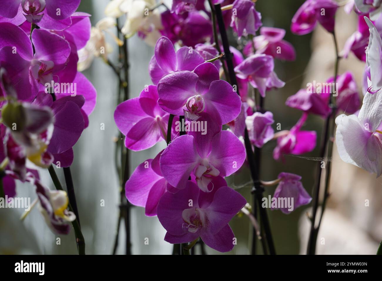 Orchids one of the largest and most diverse groups of flowering plants ...