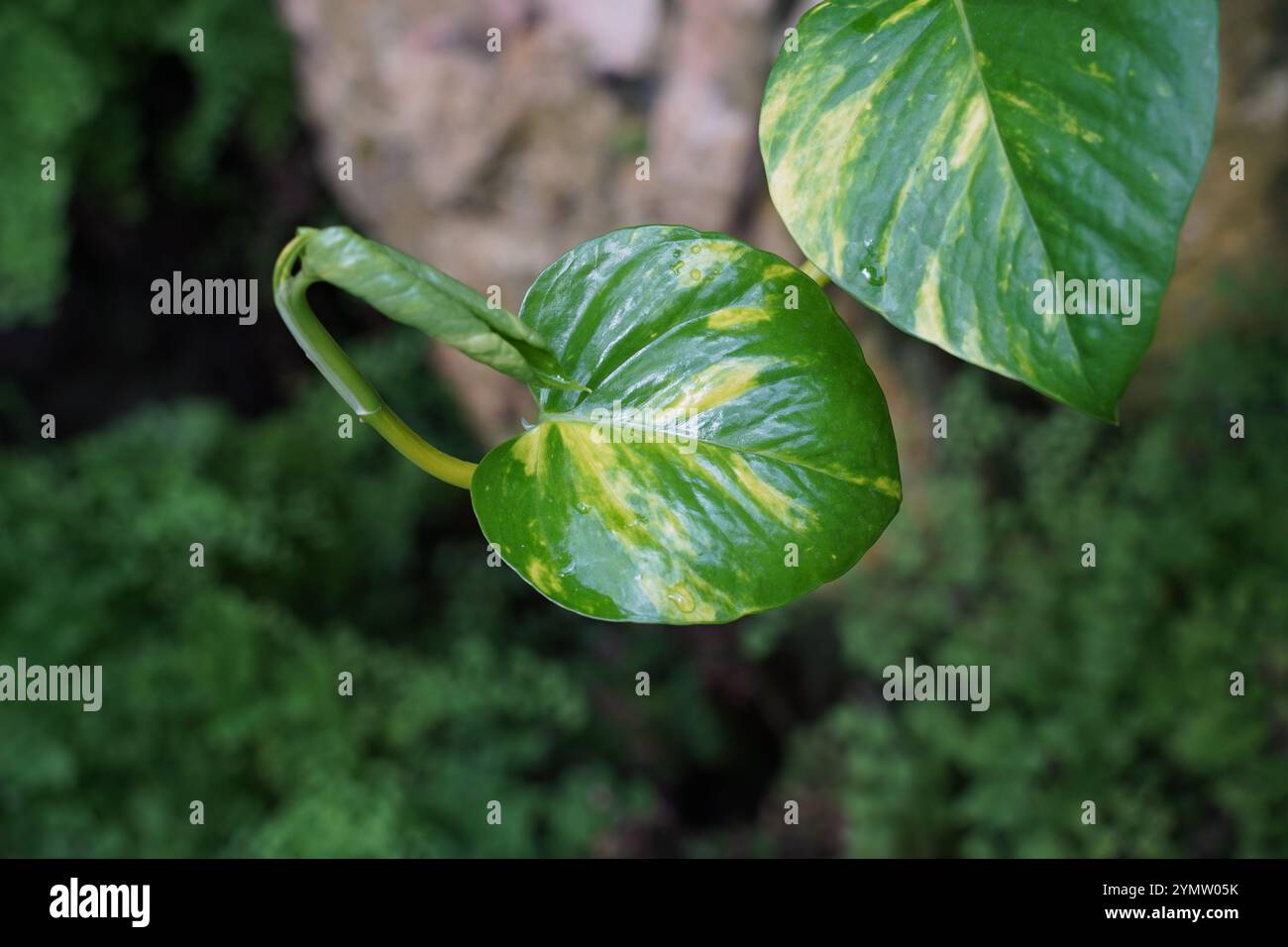 Epipremnum aureum is a flowering plant in the arum family Aracear. The ...