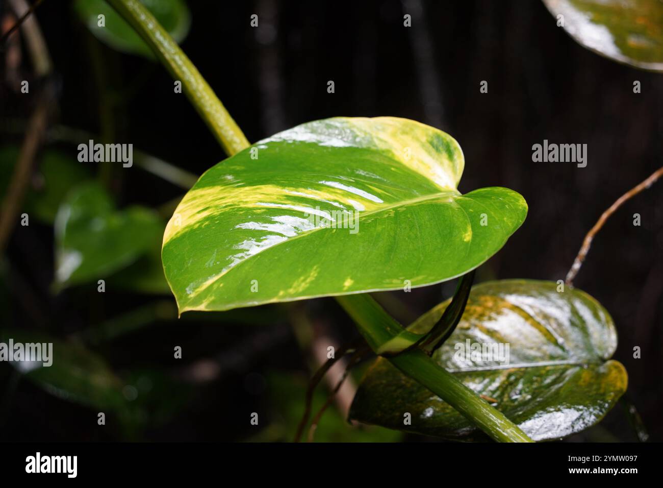 Epipremnum aureum is a flowering plant in the arum family Aracear. The ...