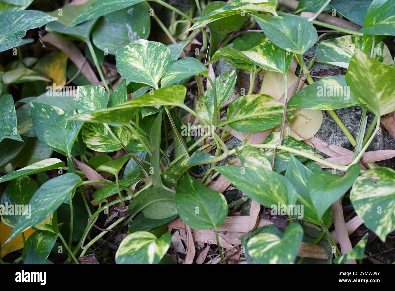 Epipremnum aureum is a flowering plant in the arum family Aracear. The ...