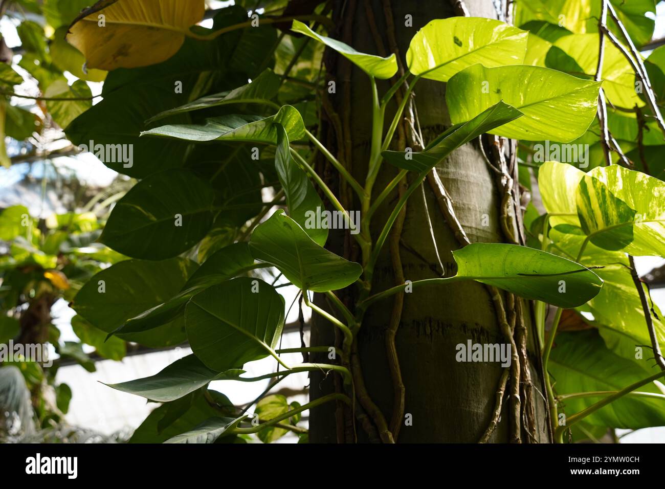 Epipremnum aureum is a flowering plant in the arum family Aracear. The ...