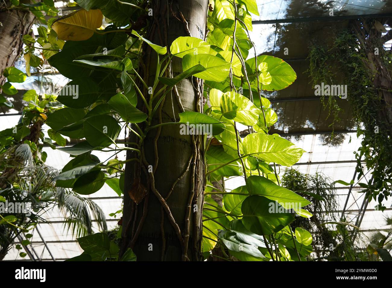 Epipremnum aureum is a flowering plant in the arum family Aracear. The ...