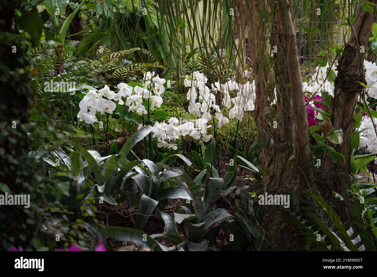 Orchids one of the largest and most diverse groups of flowering plants. Park of tropical plants ...