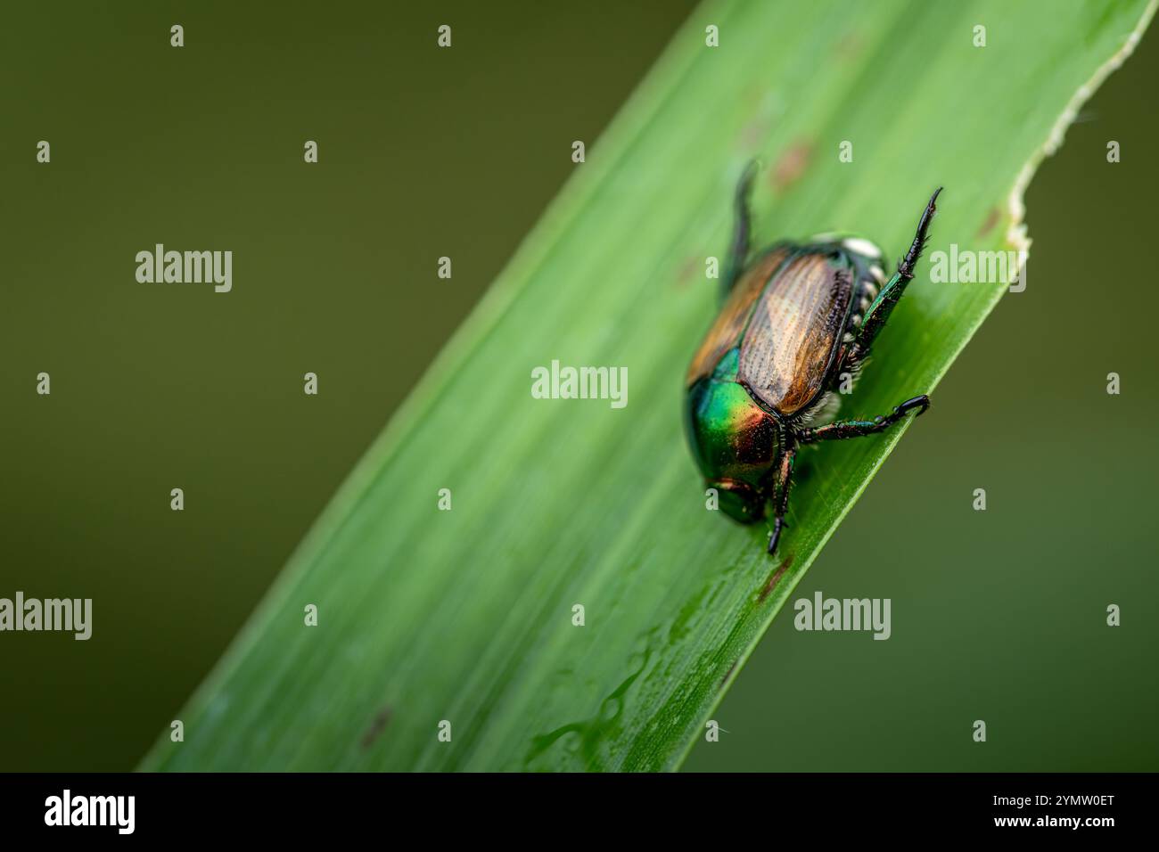 A beautiful emerald beetle resting on a blade of grass Stock Photo - Alamy