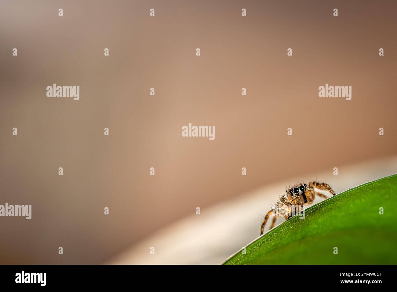 Tiny green spider hi-res stock photography and images - Alamy