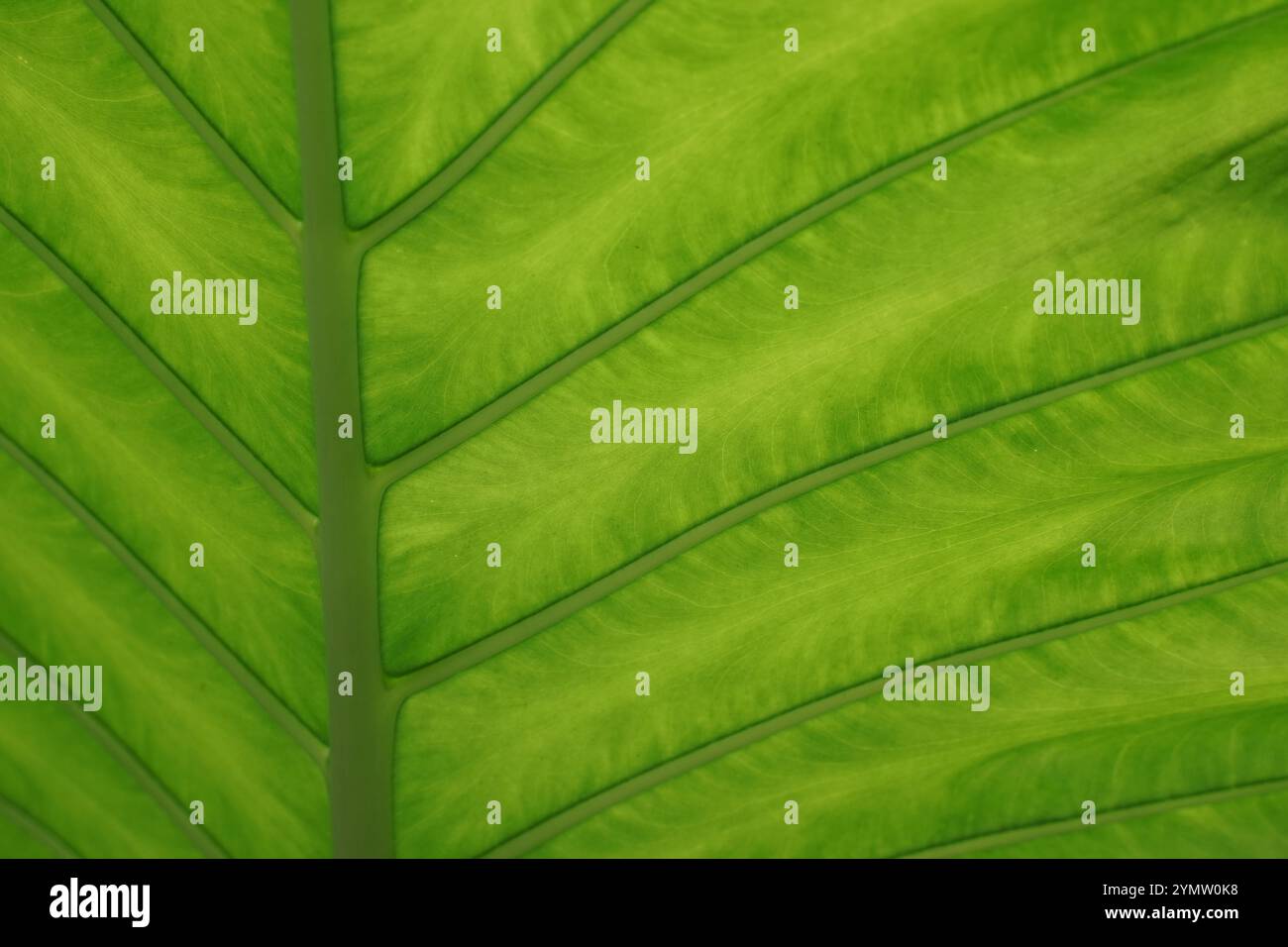 Giant green tropical leaf background. Taro or leaf bones that form ...