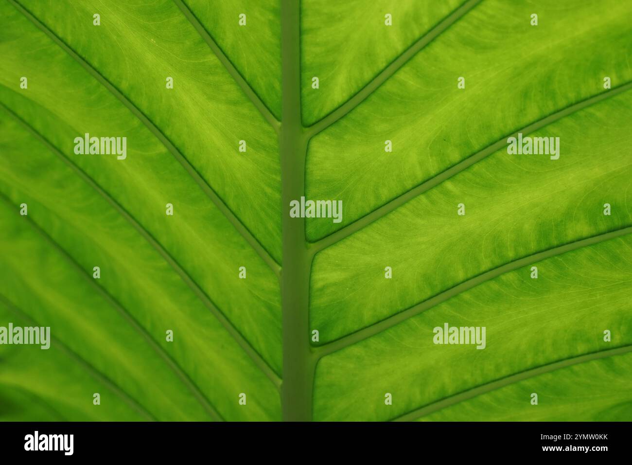 Giant green tropical leaf background. Taro or leaf bones that form ...