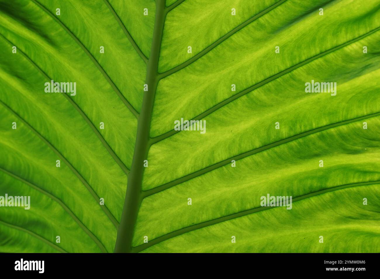 Giant green tropical leaf background. Taro or leaf bones that form ...