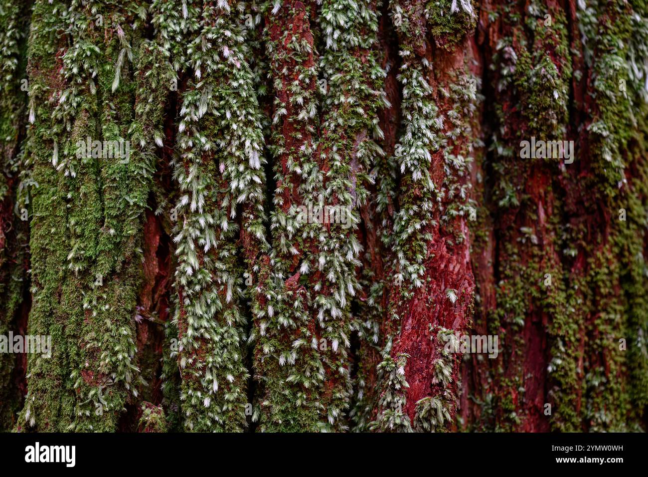 Satinay tree hi-res stock photography and images - Alamy