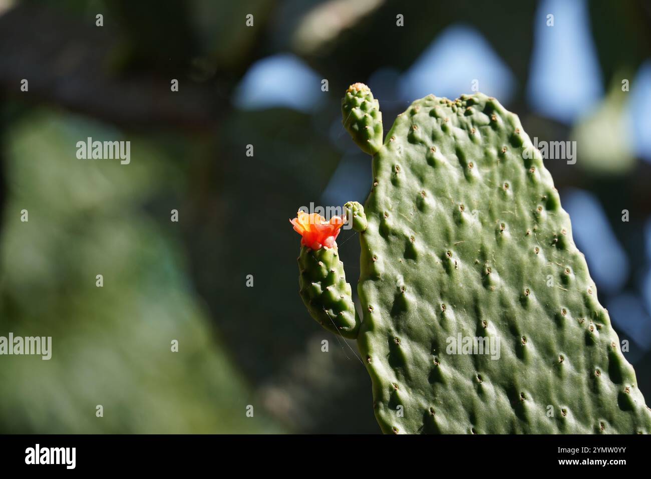 Beautiful Red cactus flower Opuntia cochenile or Nopal cochineal (lat ...
