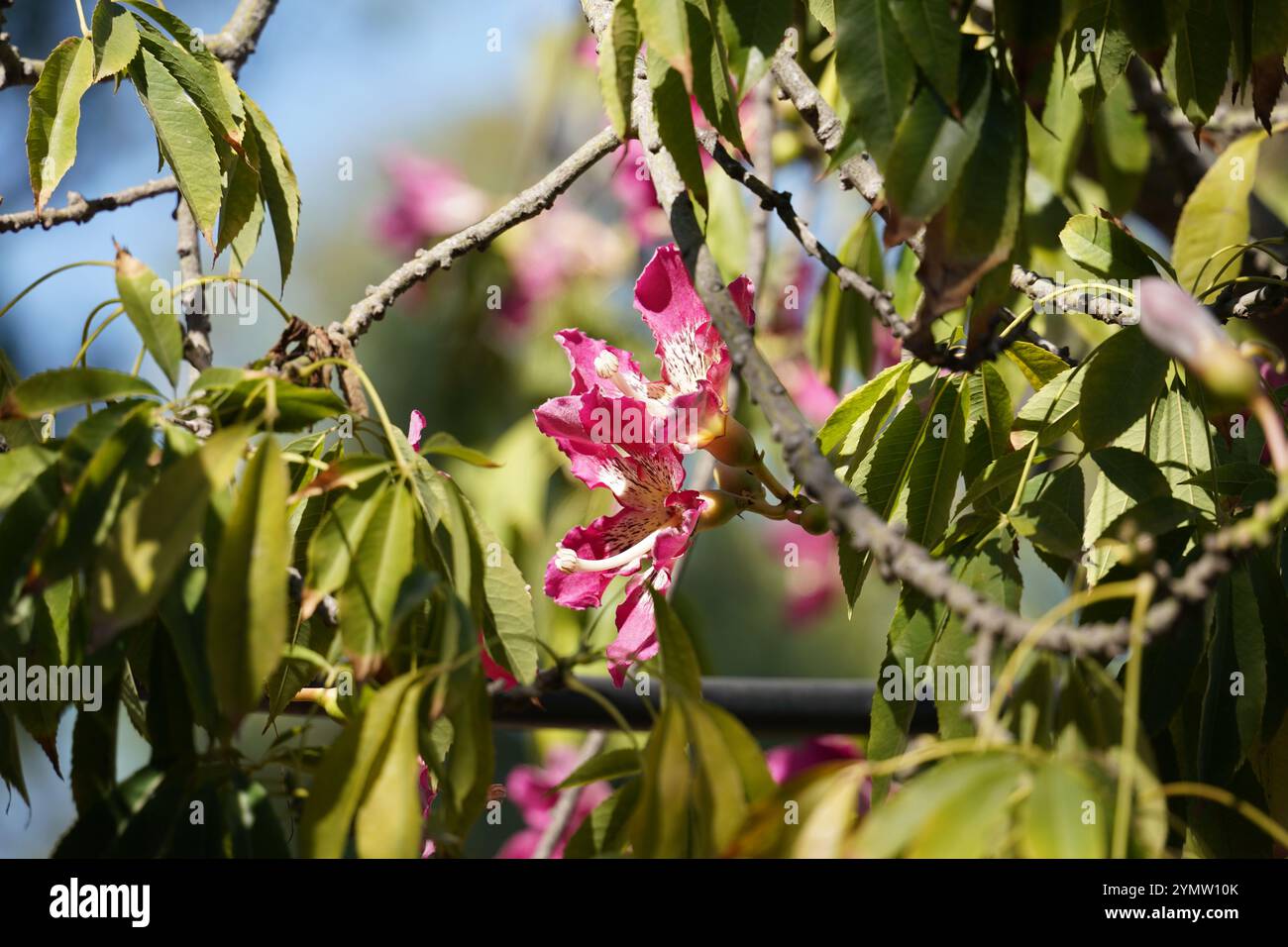Colorful Bottle Tree Flower on the branch with leaves Stock Photo - Alamy