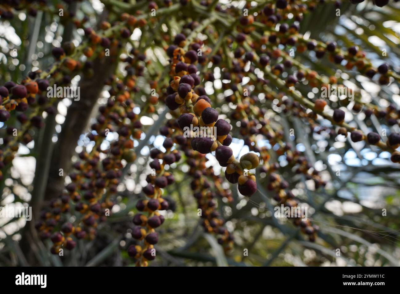 Seeds of Arenga engleri.Cluster of Formose palm red fruits on tree ...