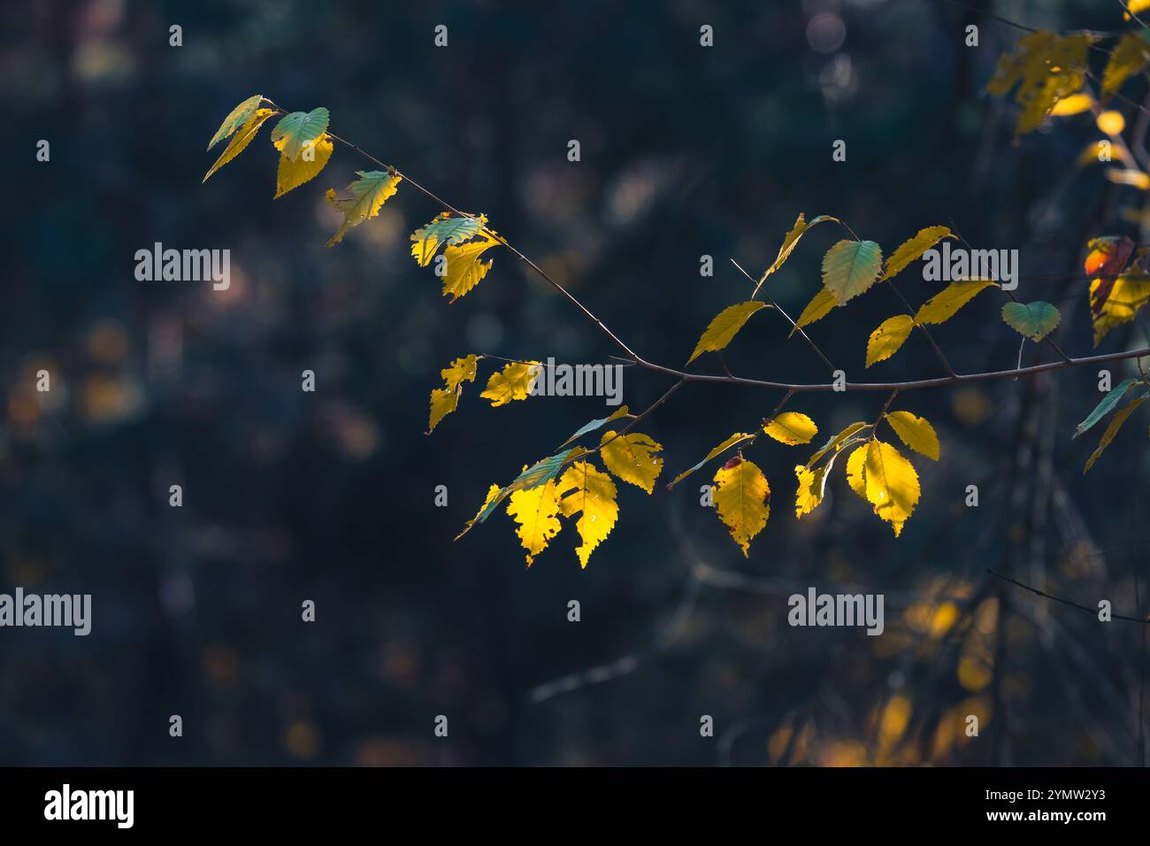 This serene capture of vibrant autumn leaves showcases stunning golden ...