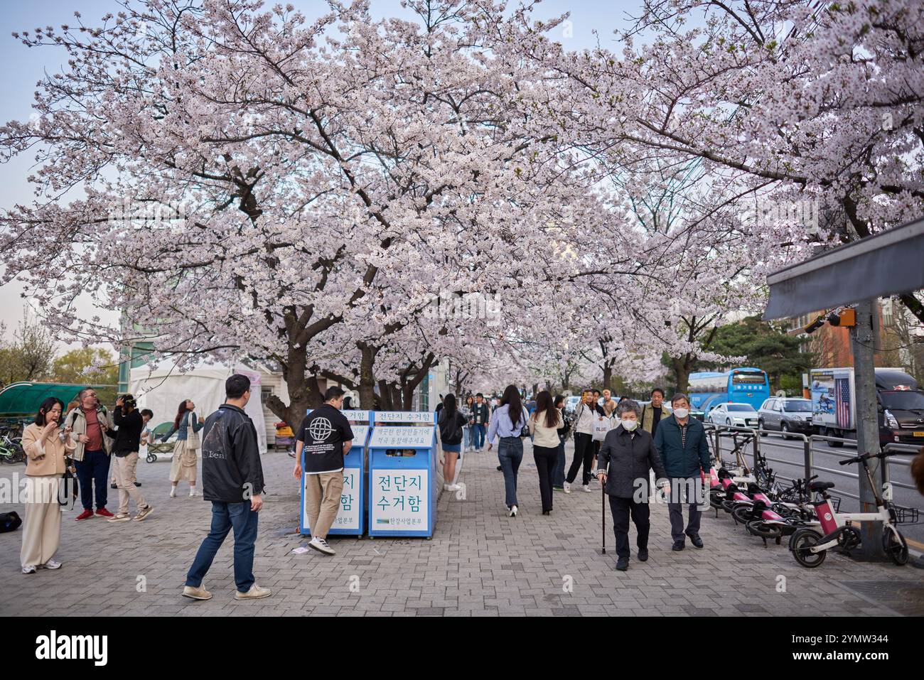 People enjoying view of blooming cherry blossom trees in Yeouido park on Han river in Seoul ...