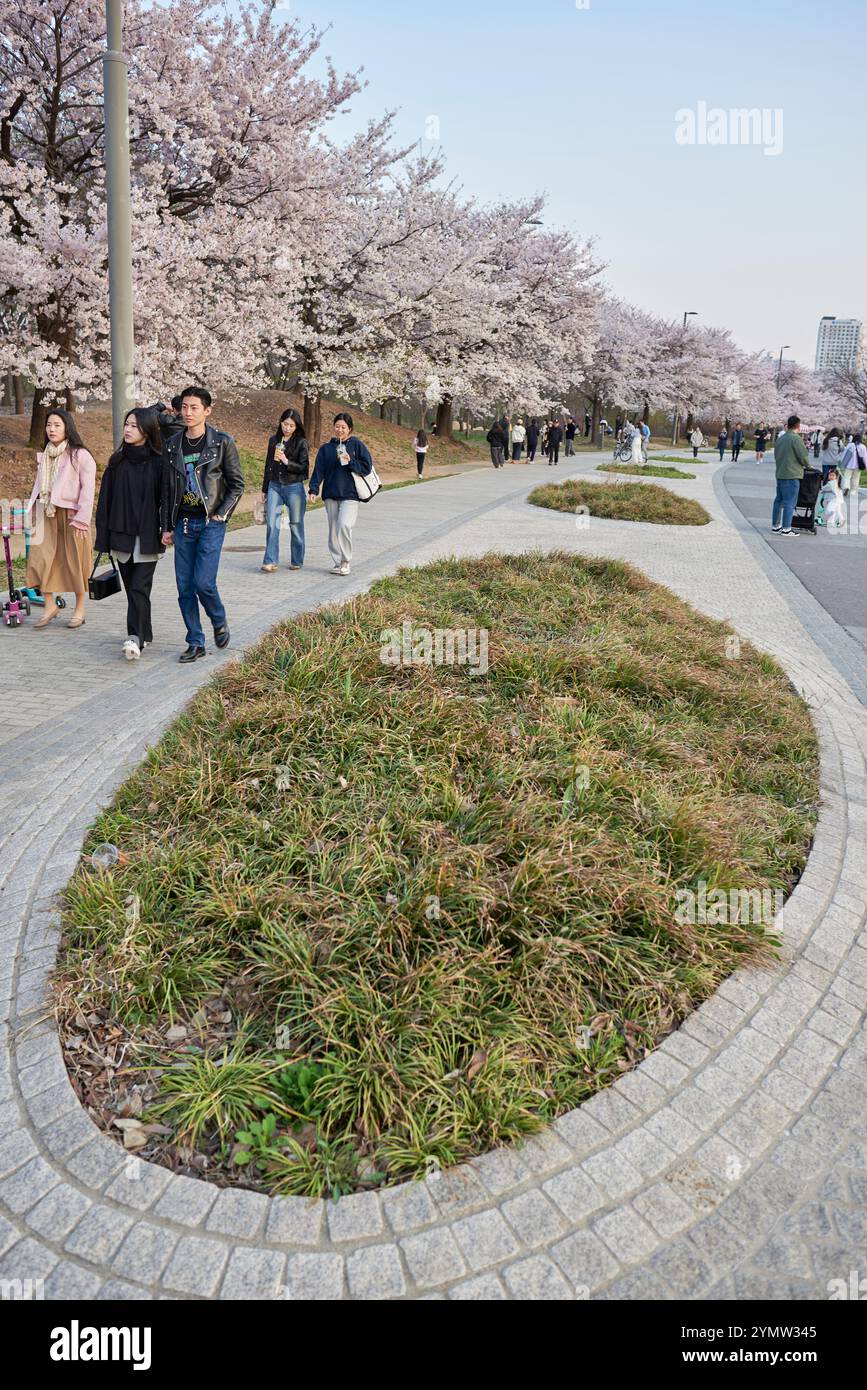 People enjoying view of blooming cherry blossom trees in Yeouido park on Han river in Seoul ...