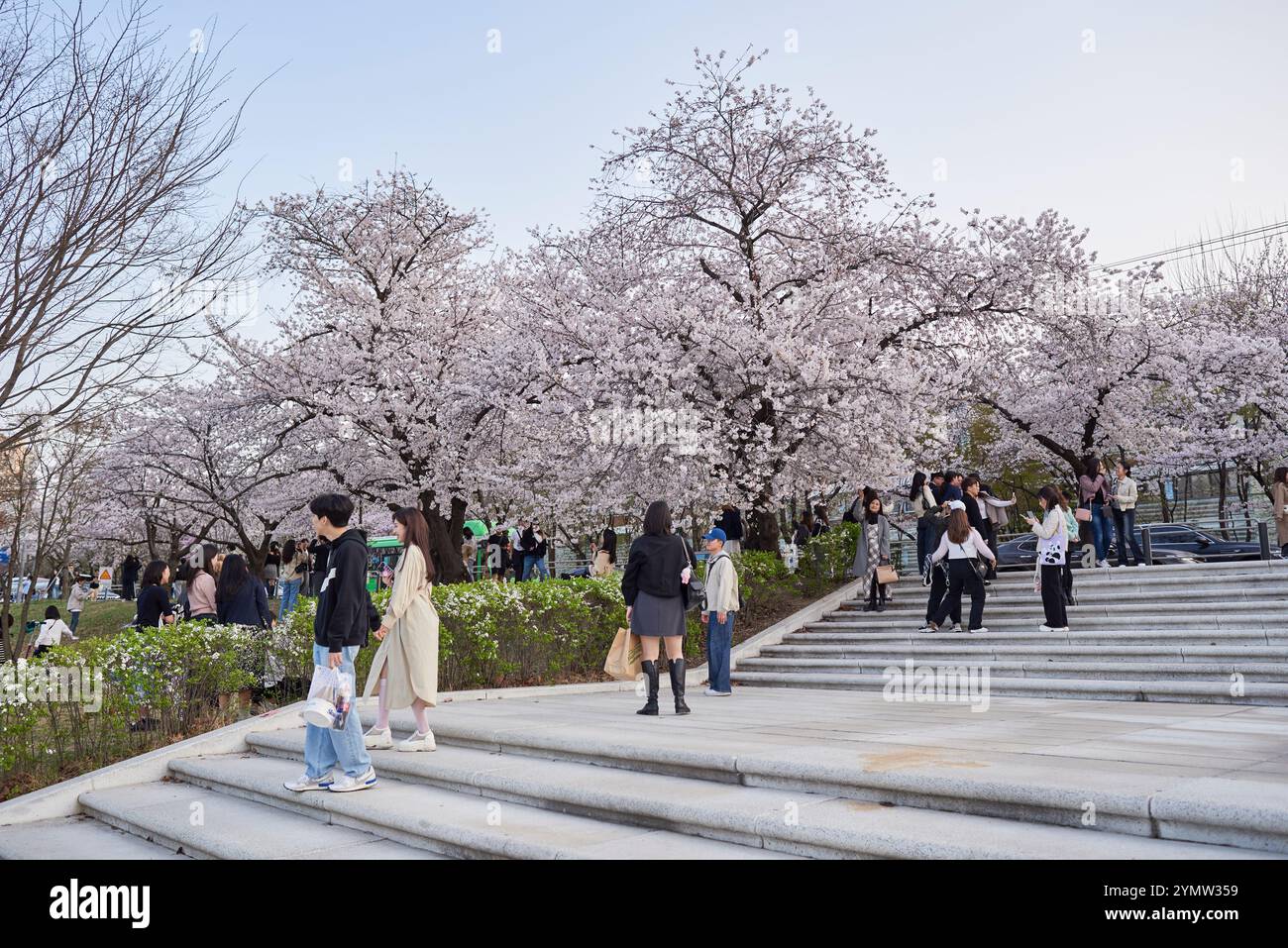 People enjoying view of blooming cherry blossom trees in Yeouido park on Han river in Seoul ...
