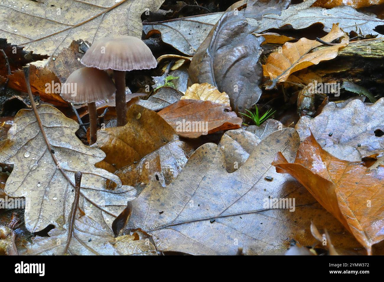 Small fungus (possibly Mottlegill sp.) growing among autumn leaf litter ...