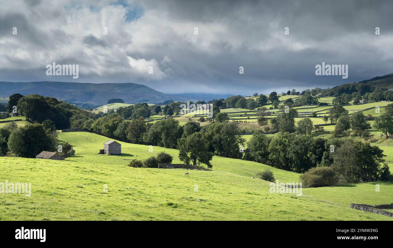Dales barns in green fields around Hawes in upper Wensleydale, The ...