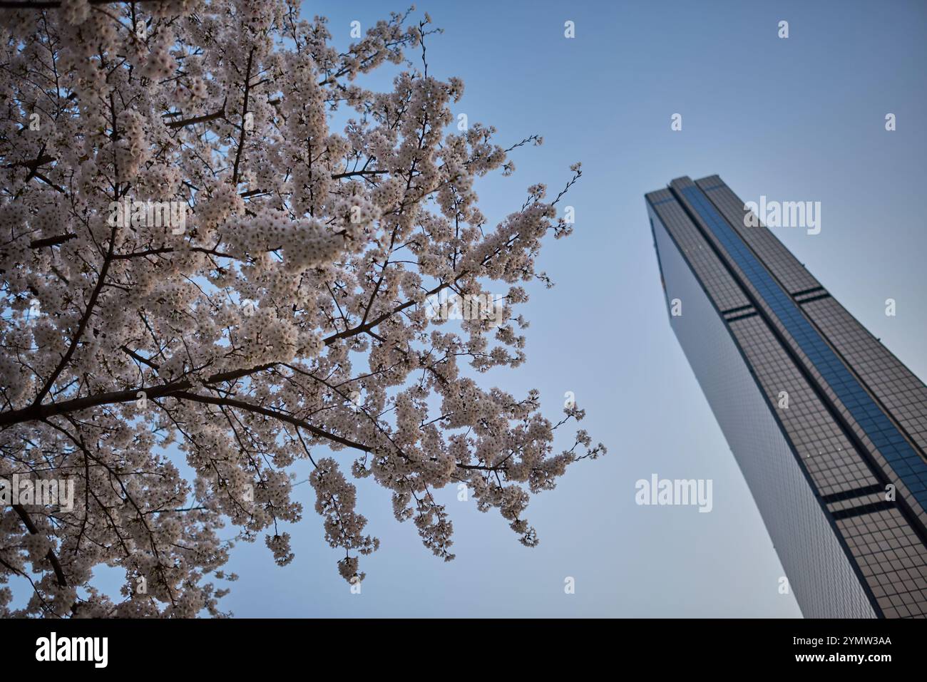Blooming cherry blossom tree in Yeouido park on Han river in Seoul, South Korea on 5 April 2024 ...