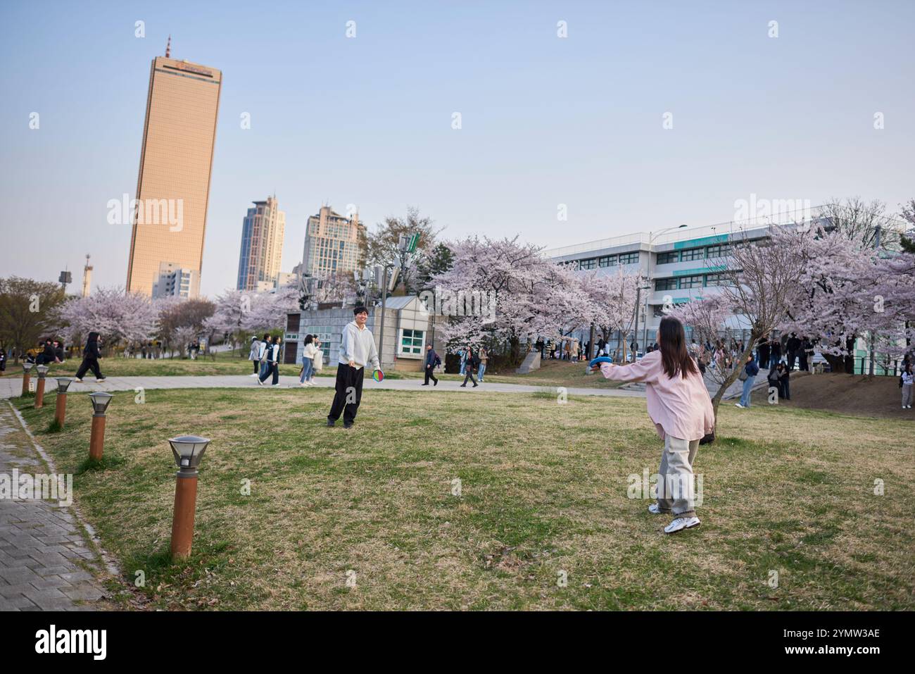 People enjoying view of blooming cherry blossom trees in Yeouido park on Han river in Seoul ...