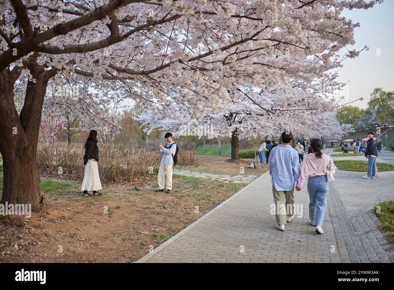 People enjoying view of blooming cherry blossom trees in Yeouido park on Han river in Seoul ...